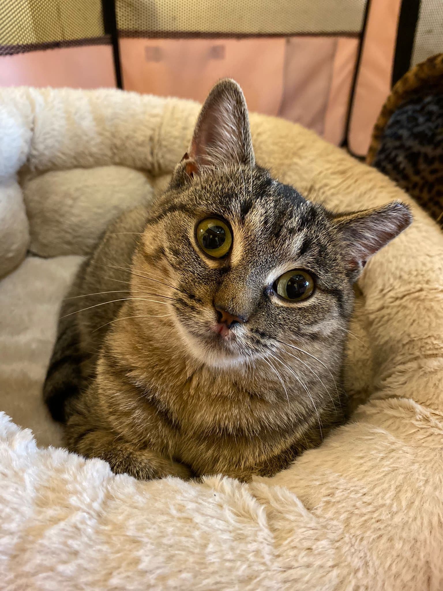 Toe Beans Cat Cafe - Rescue Cats, Espresso Coffee, Gift Shop, Bakery ...